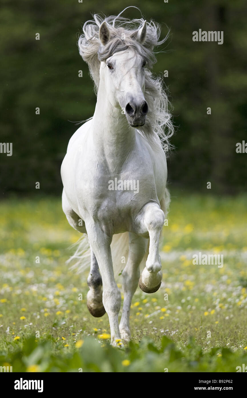 Pure Spanish-breed Andalusian, Gray horse galloping on a meadow Stock ...