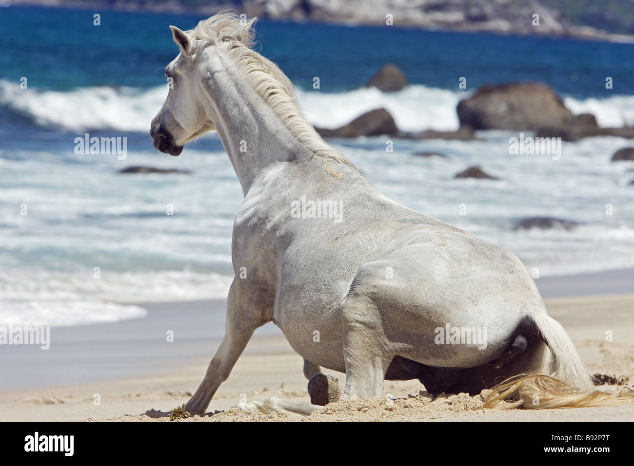 Pony horse - lying at the beach Stock Photo - Alamy