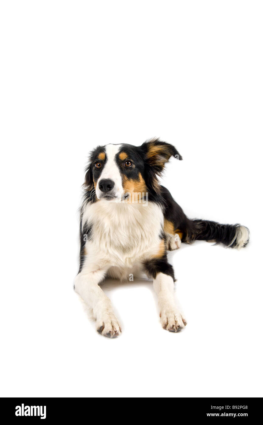 Cute alertness Cut Out Stock Images & Pictures - Alamy