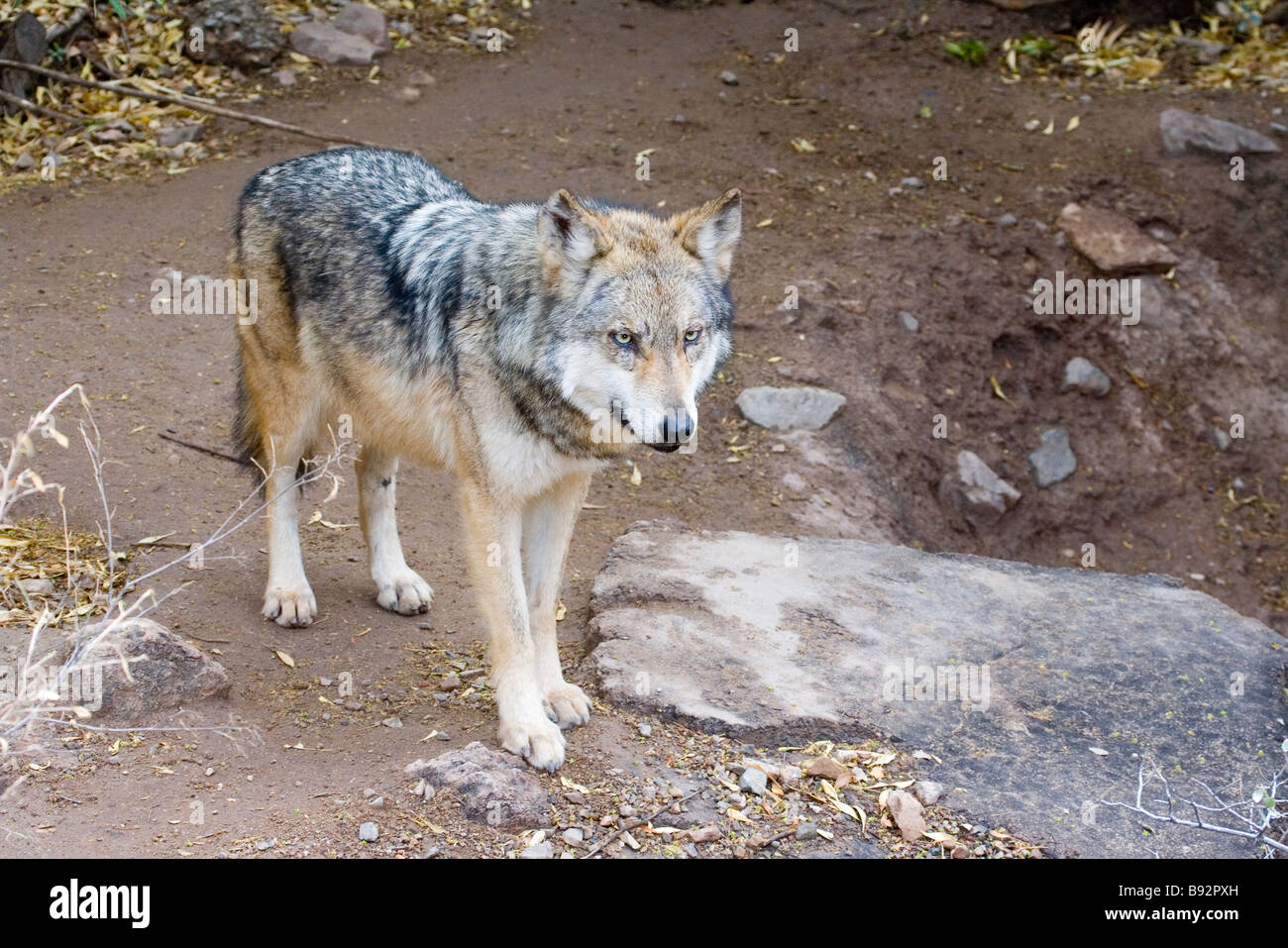 Gray wolf teeth hi-res stock photography and images - Alamy