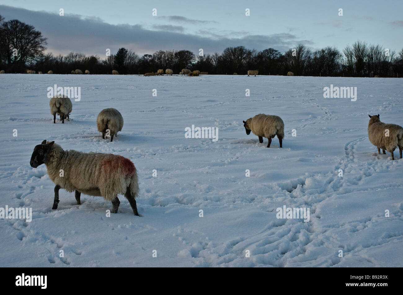 Sheep in snowy conditions hi-res stock photography and images - Alamy