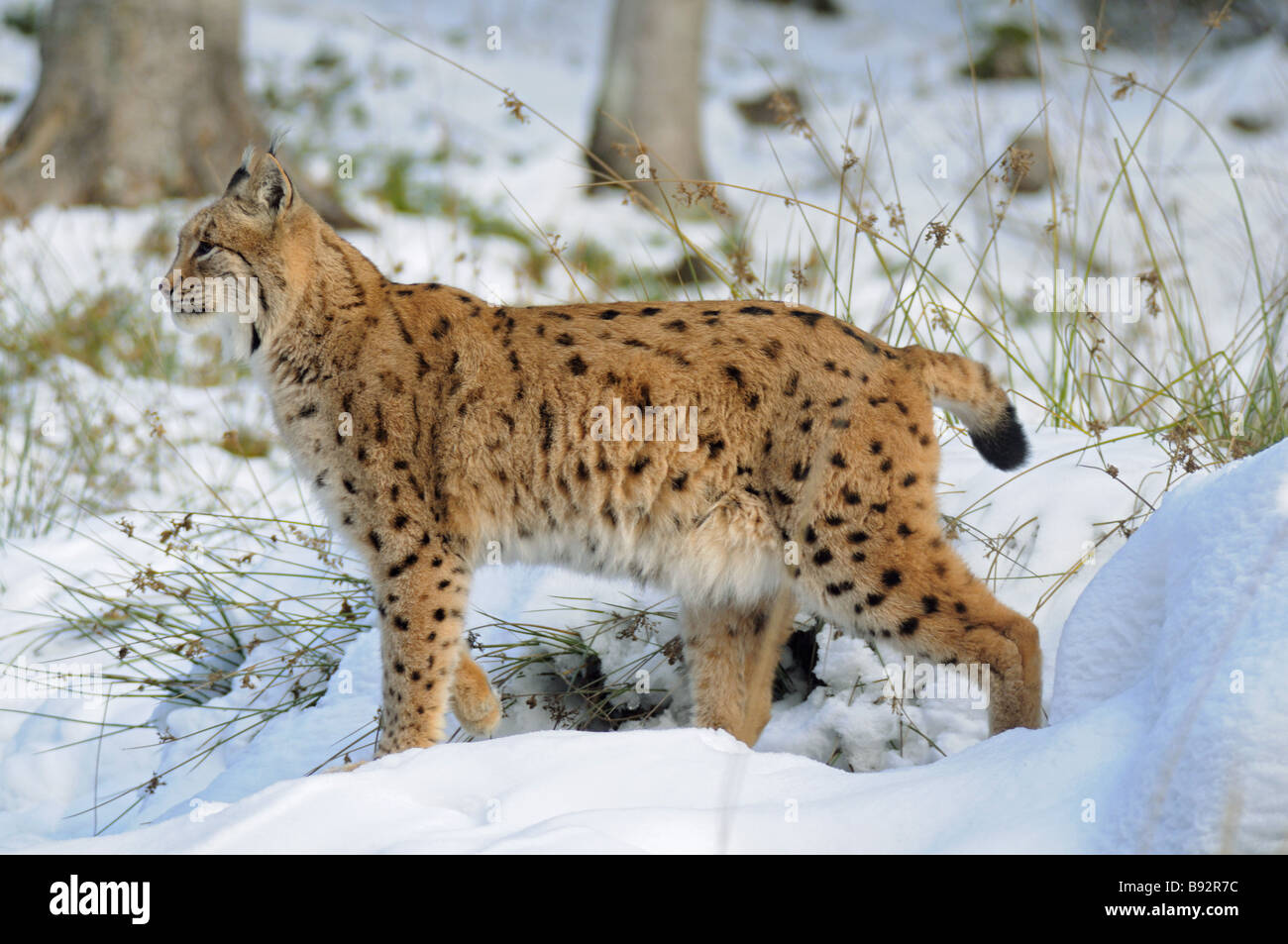 Eurasian Lynx In Snow