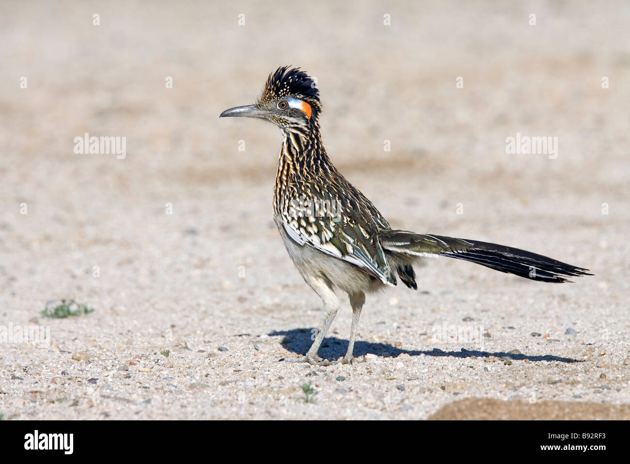 Roadrunner hi-res stock photography and images - Alamy