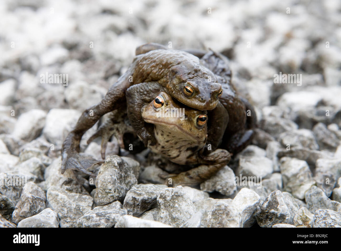 Heavy toad hi-res stock photography and images - Alamy