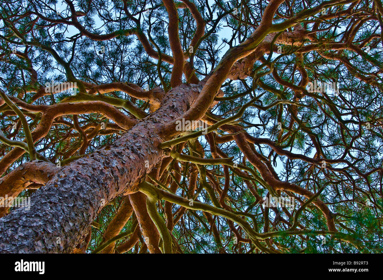 Tree looking up hi-res stock photography and images - Alamy