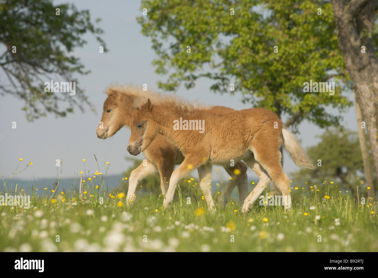 Two horses ponies walking on hi-res stock photography and images - Alamy