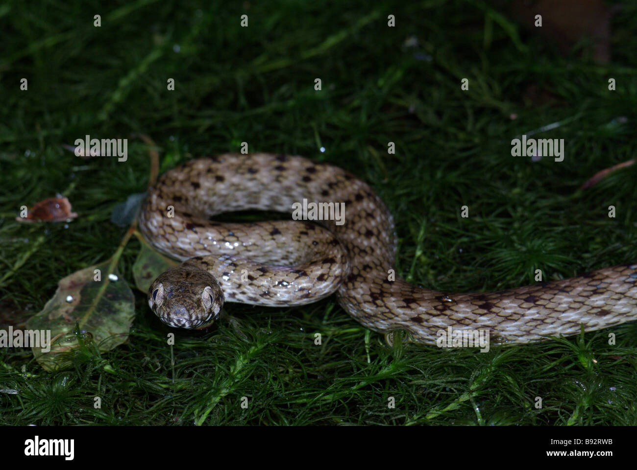 Malagasy Cat-eyed Snake (Madagascarophis colubrinus) prowling at night ...