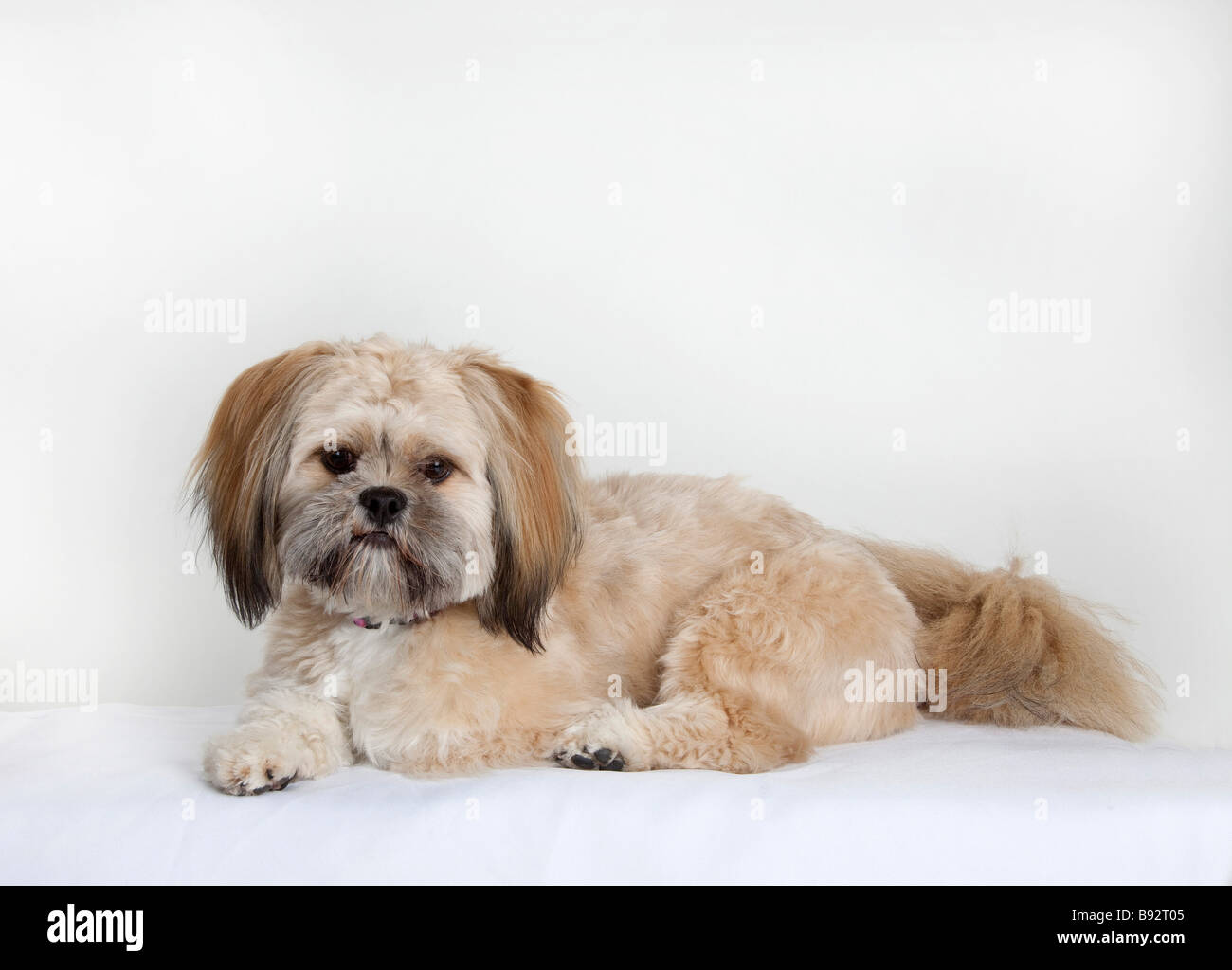 1 Shih Tzu Shitsu dog on white box facing, lying down alert. Horizontal ...