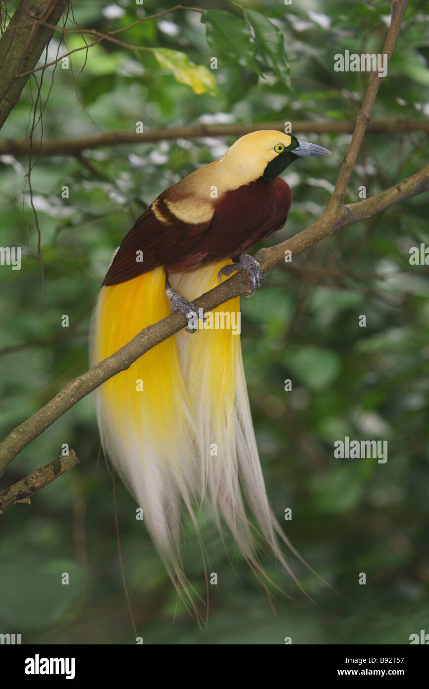 Lesser Bird of Paradise - sitting on branch / Paradisaea minor Stock ...