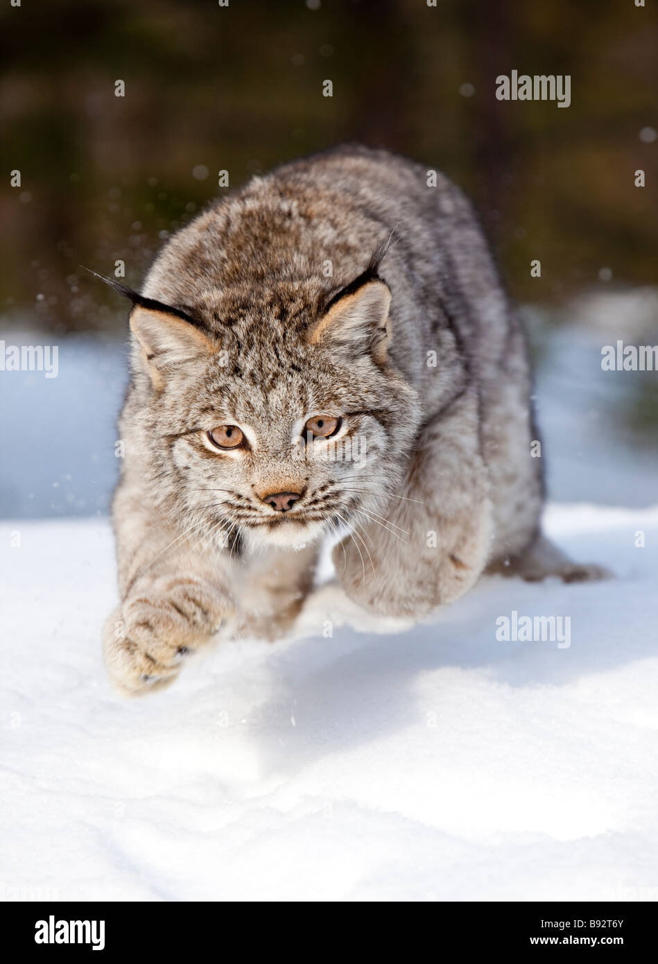 Canadian Lynx High Resolution Stock Photography and Images - Alamy