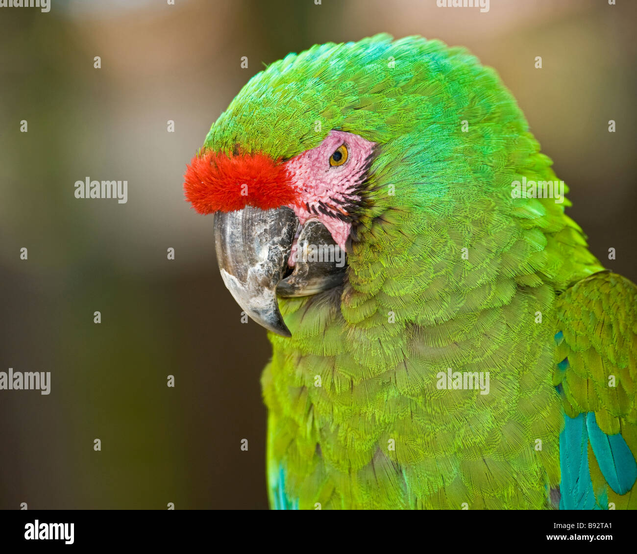 Ara militaris hi-res stock photography and images - Alamy