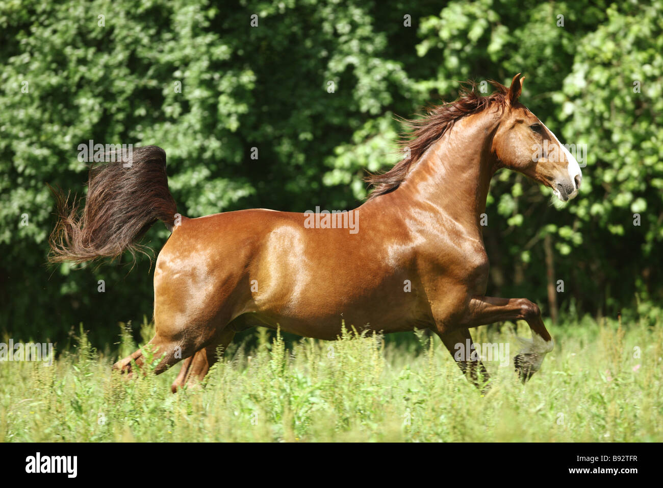 Gelderlander horse hi-res stock photography and images - Alamy