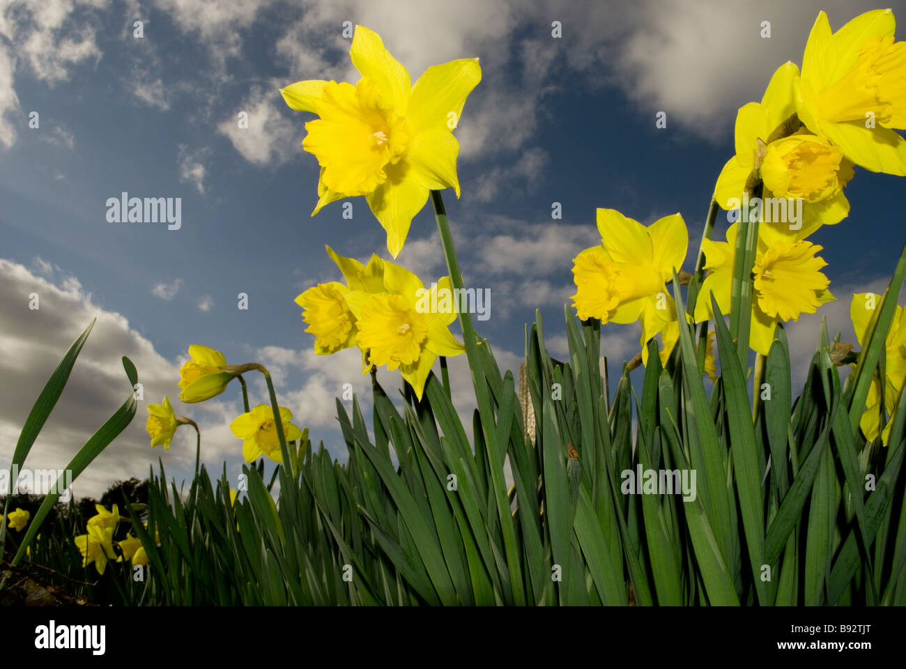 Daffs daff hi-res stock photography and images - Alamy