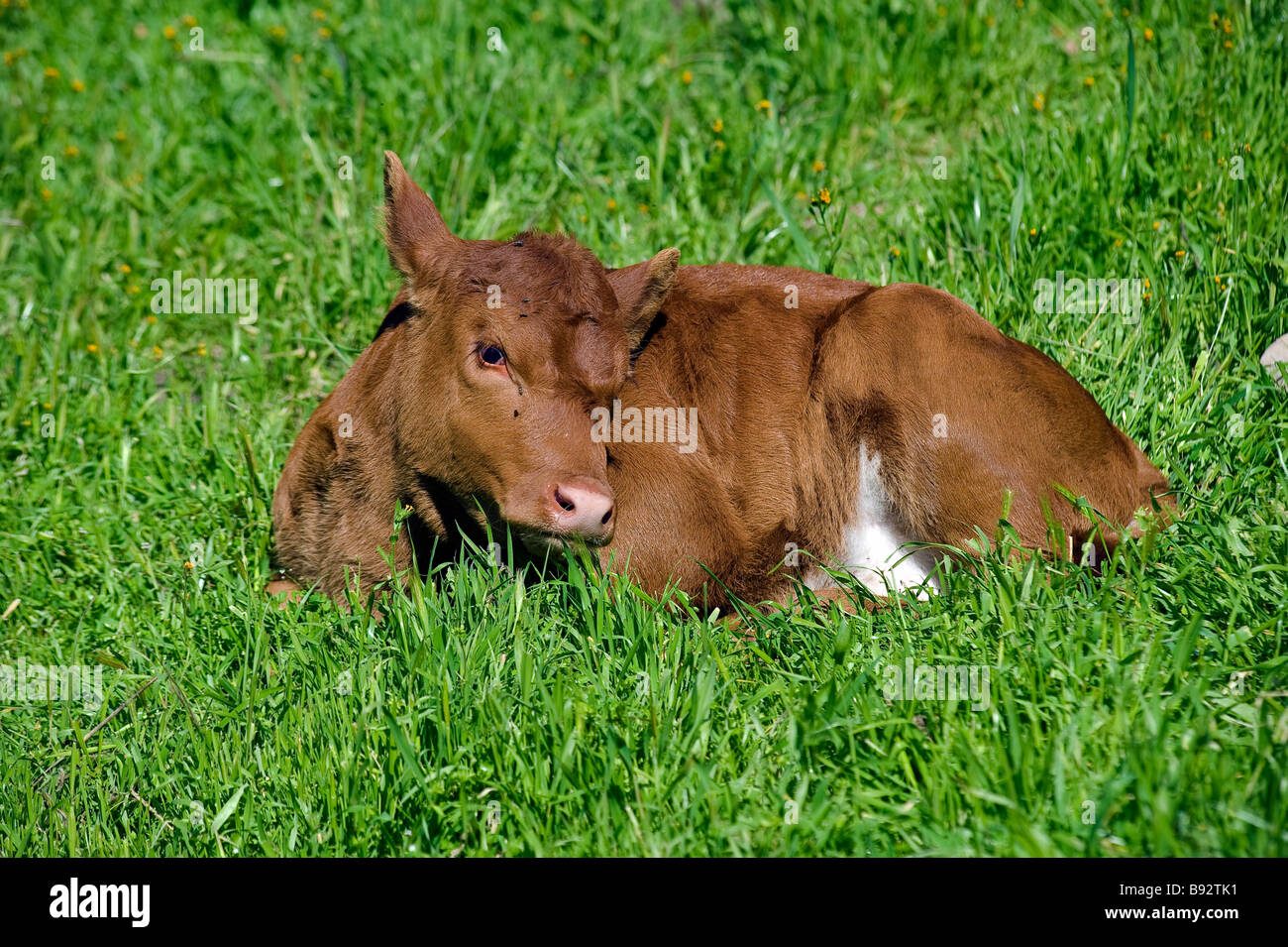 Calf steer hi-res stock photography and images - Alamy