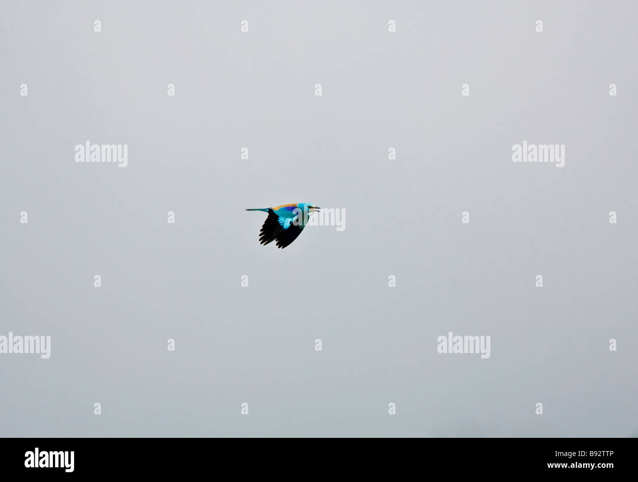 Roller in flight Stock Photo - Alamy