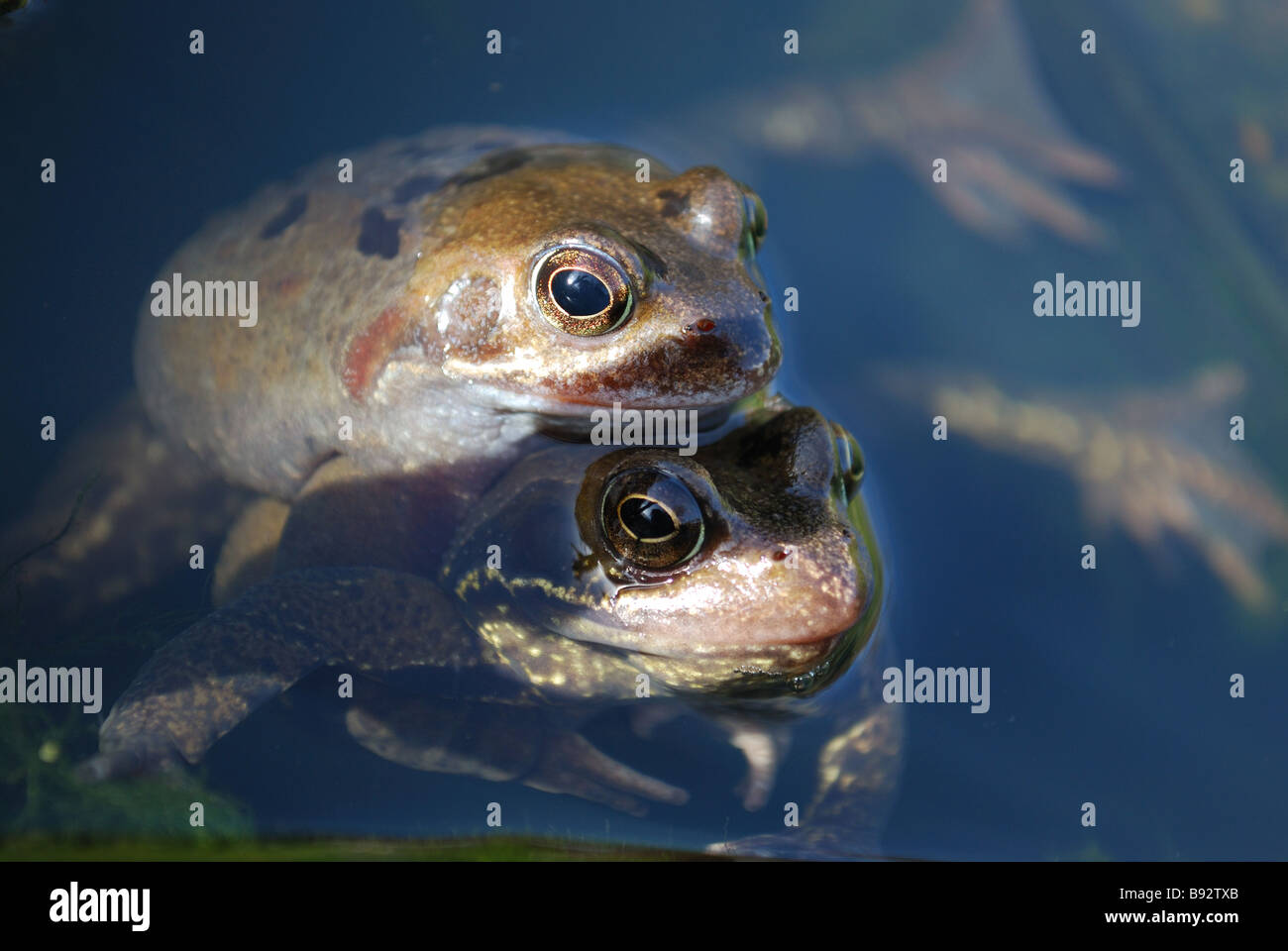 Frogs during breeding season Stock Photo - Alamy