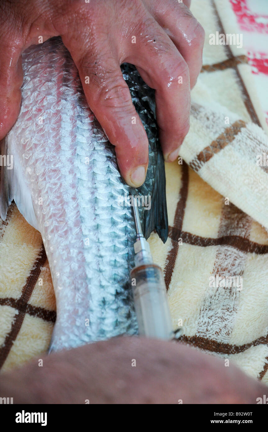 Injecting a tracking device into a Mullet fish of the breeding school ...