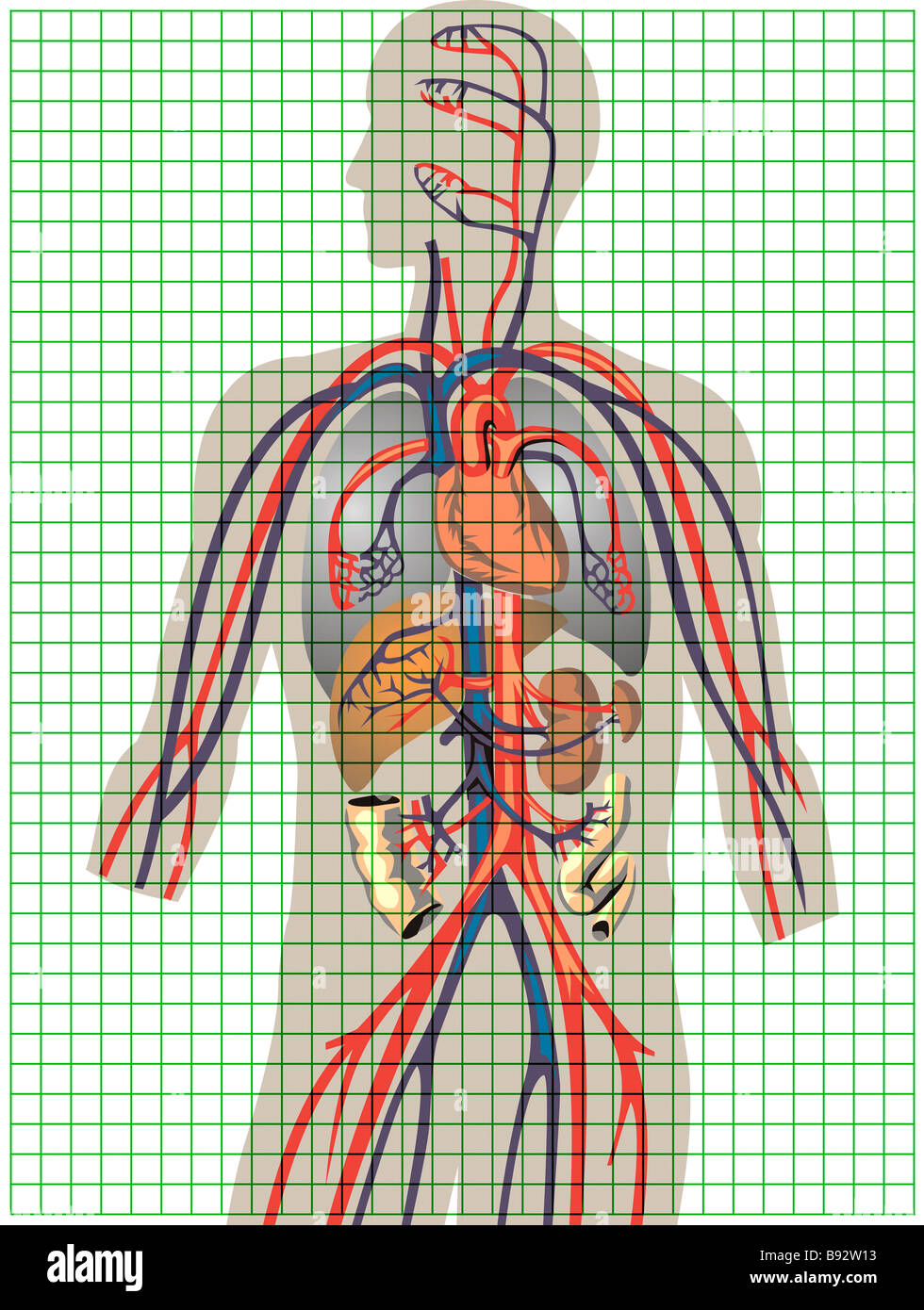 color coded arterial tree of a human body illustration Stock Photo - Alamy