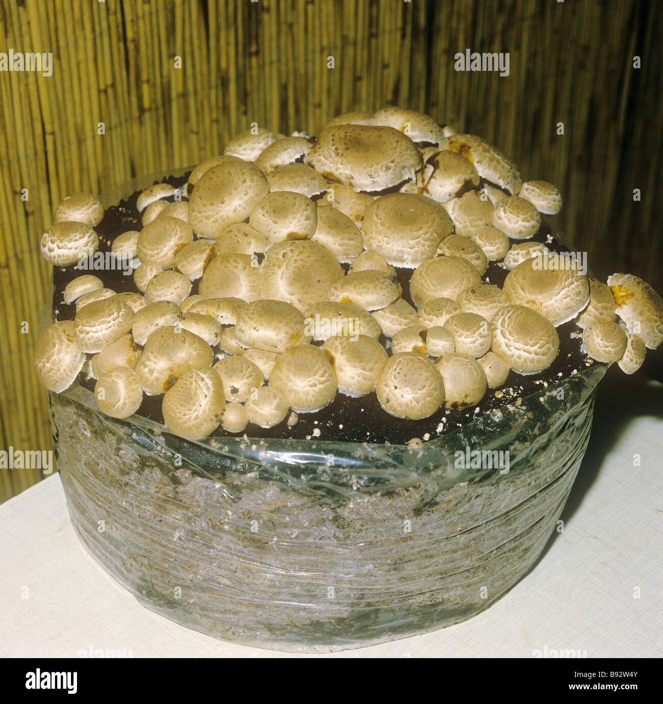 champignons in pot / Agaricus Stock Photo - Alamy