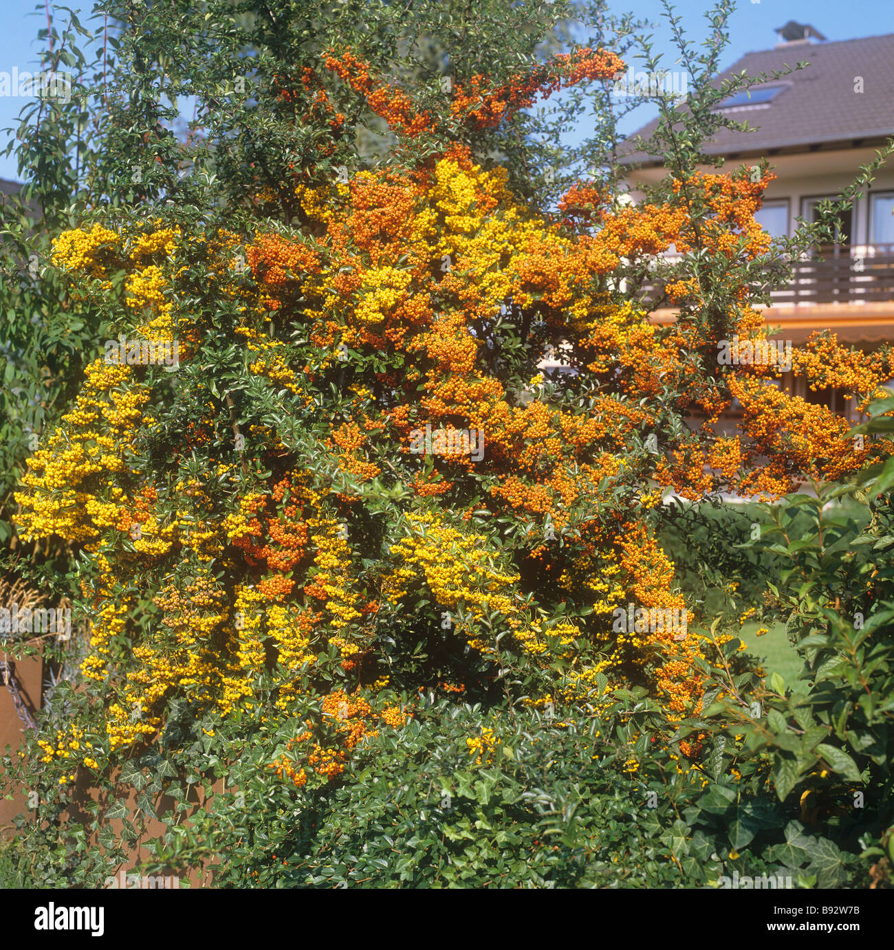 European Pyracantha coccinea / Pyracantha coccinea Stock Photo - Alamy