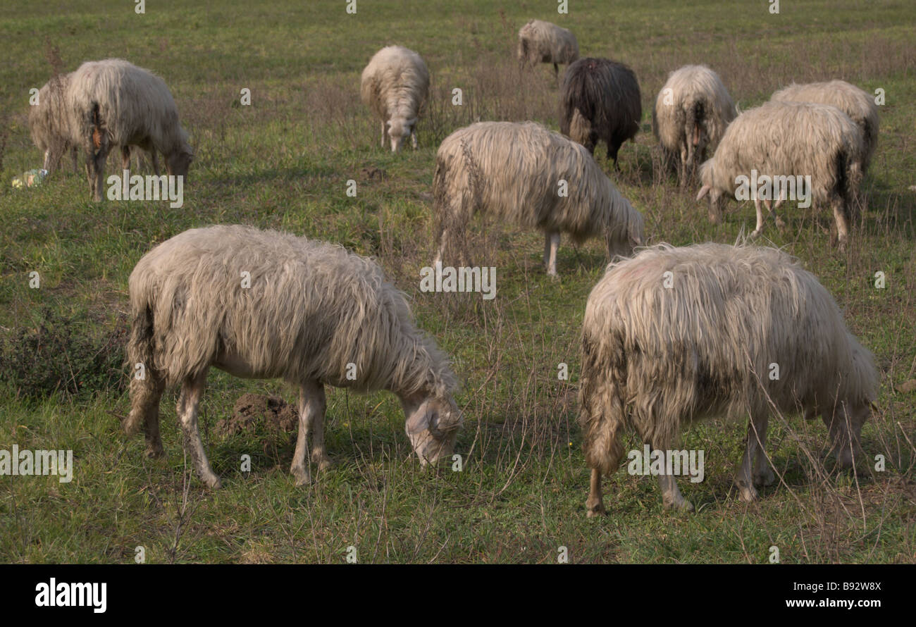 Shepherd flock sheep goat hi-res stock photography and images - Alamy