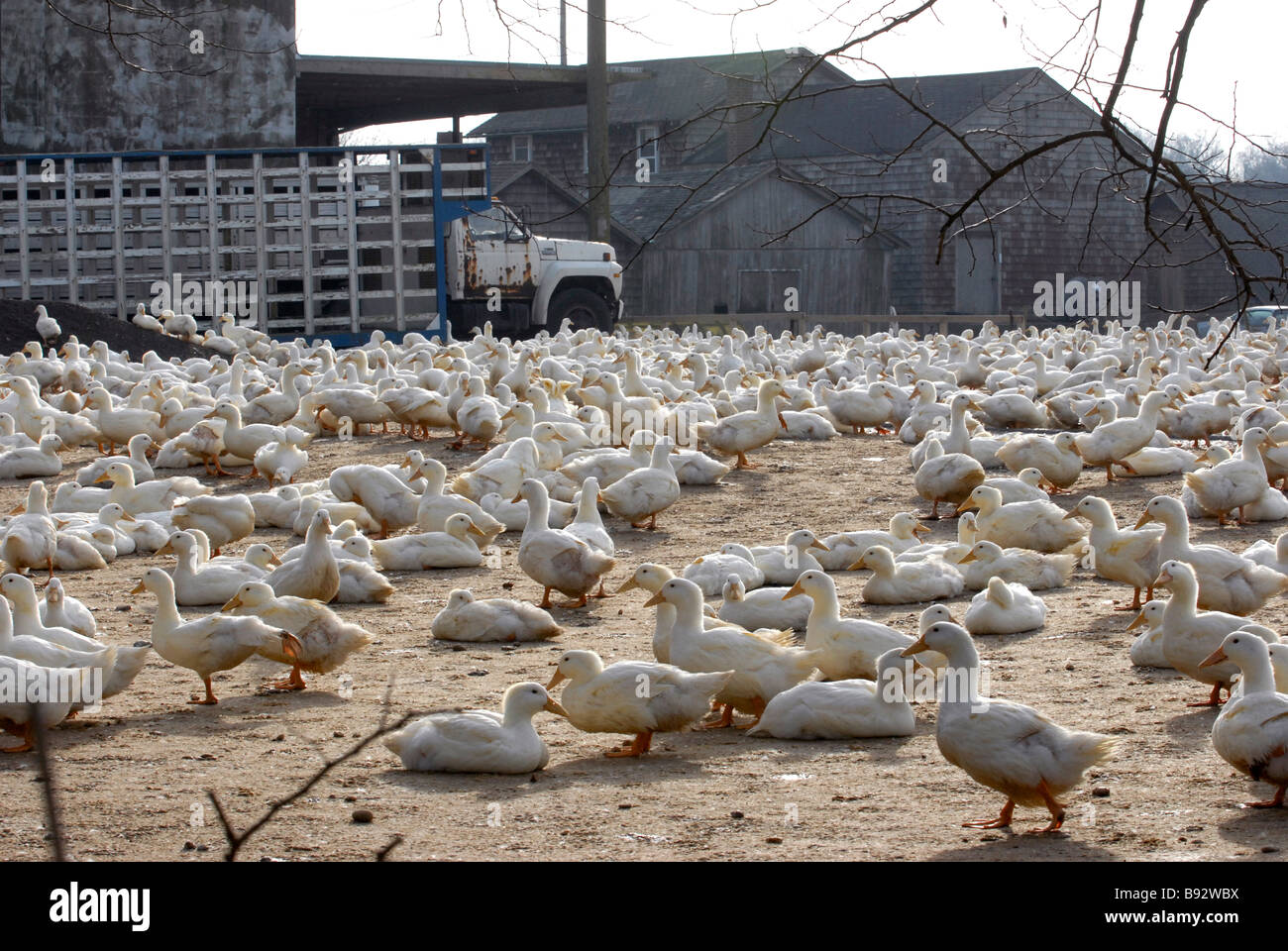 Long Island Duck Farm Stock Photo - Alamy