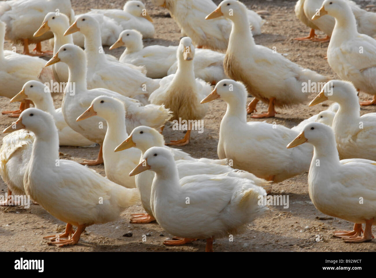 Ducks on island hi-res stock photography and images - Alamy