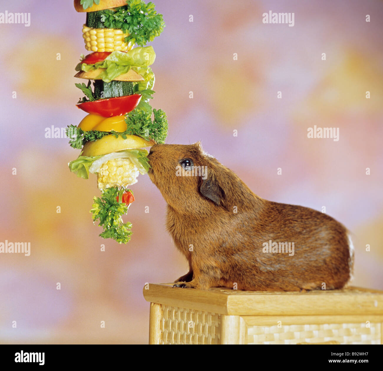 Guinea Pig at food Stock Photo - Alamy