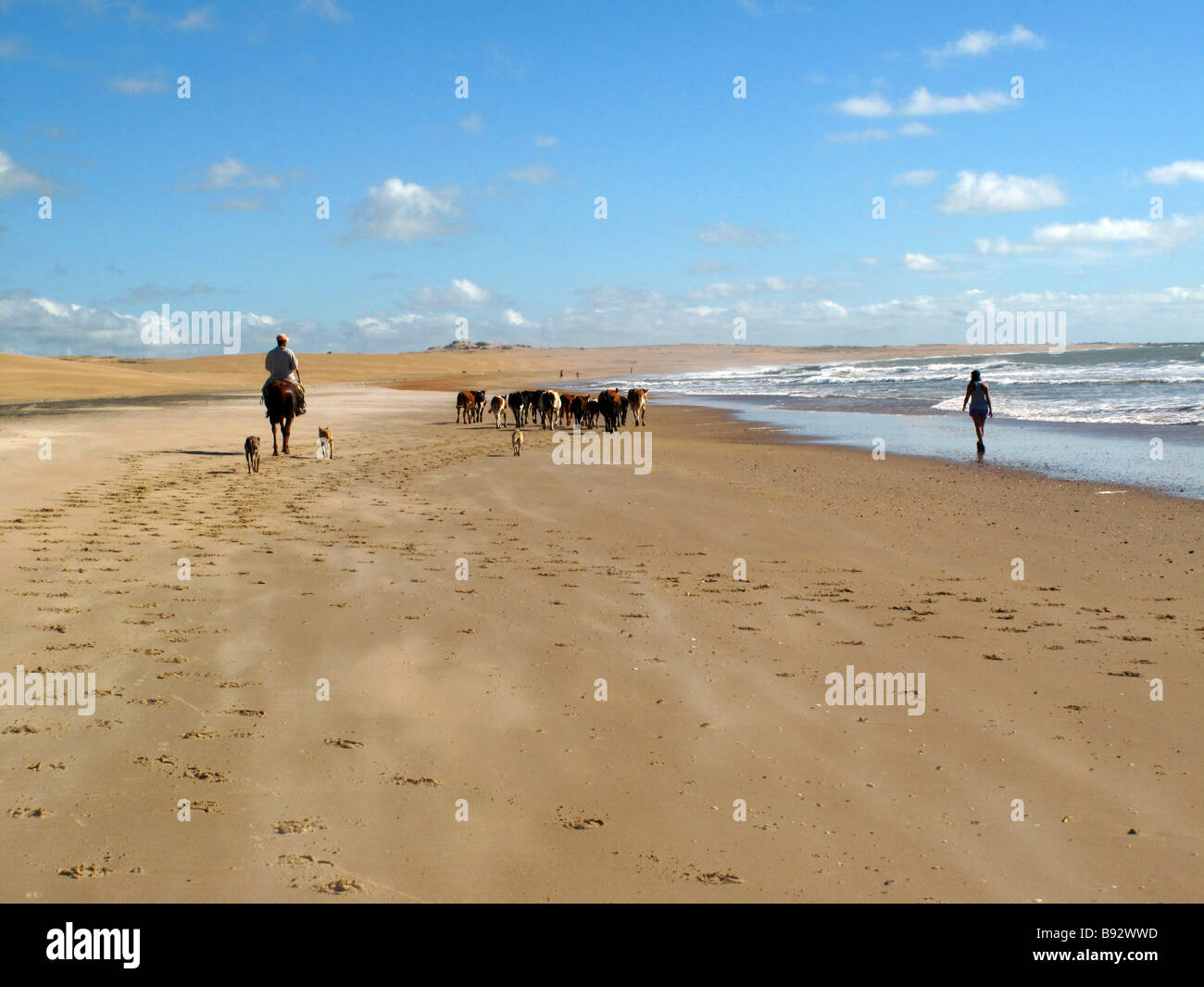 Peasant on horseback running with cattle along Cabo Polonio's beach ...