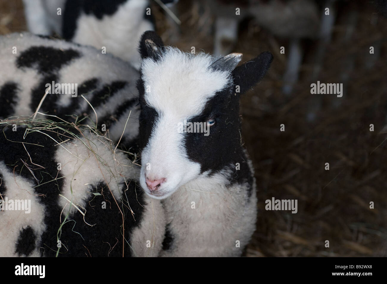A Jacob Lamb with siblings in the pen Stock Photo - Alamy