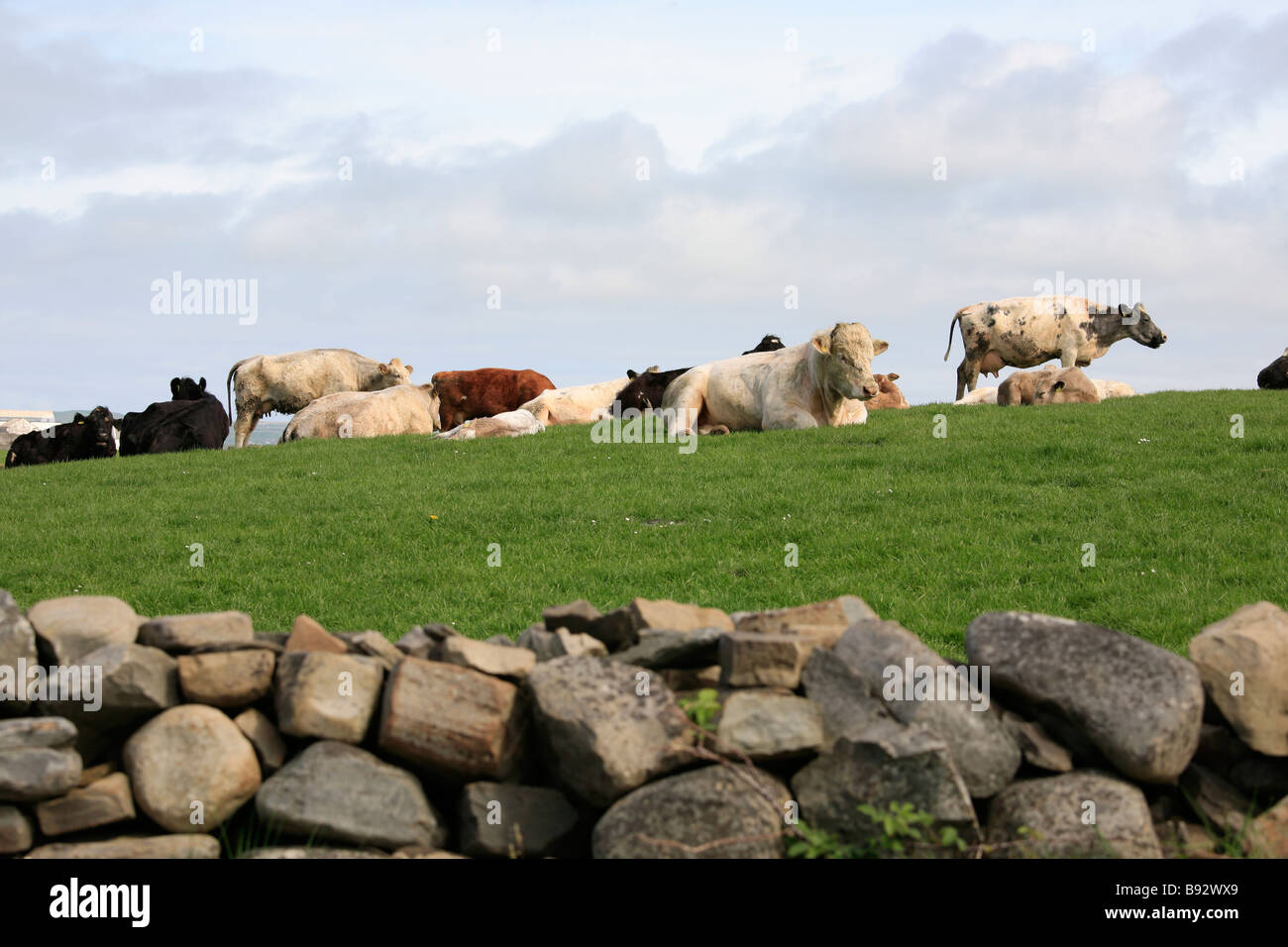 cattle herd and Irish stone wall Stock Photo - Alamy