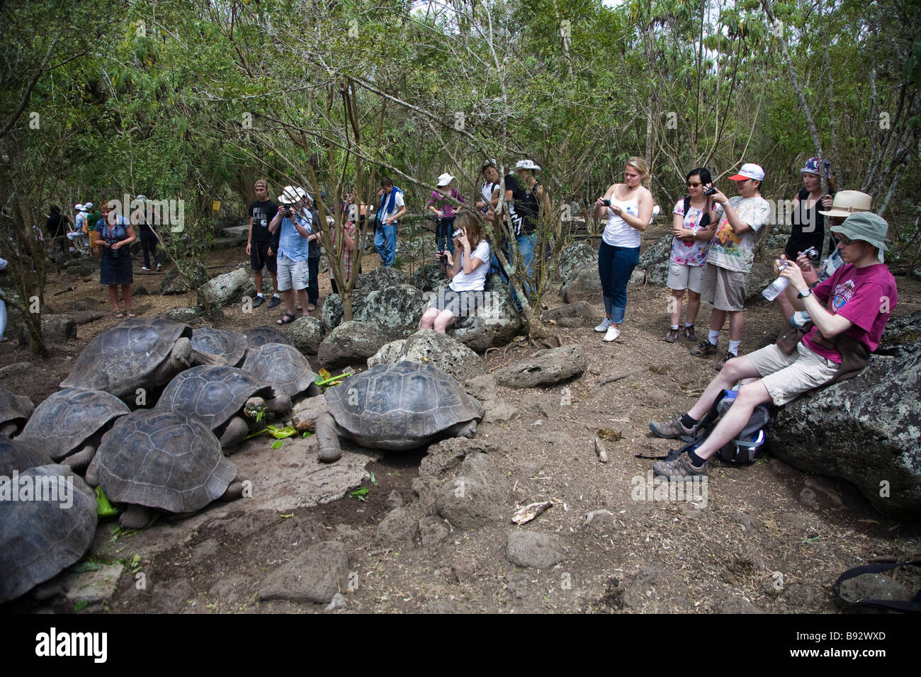 Giant tortoise surrounded by tourists, Tortoise Conservation Centre ...