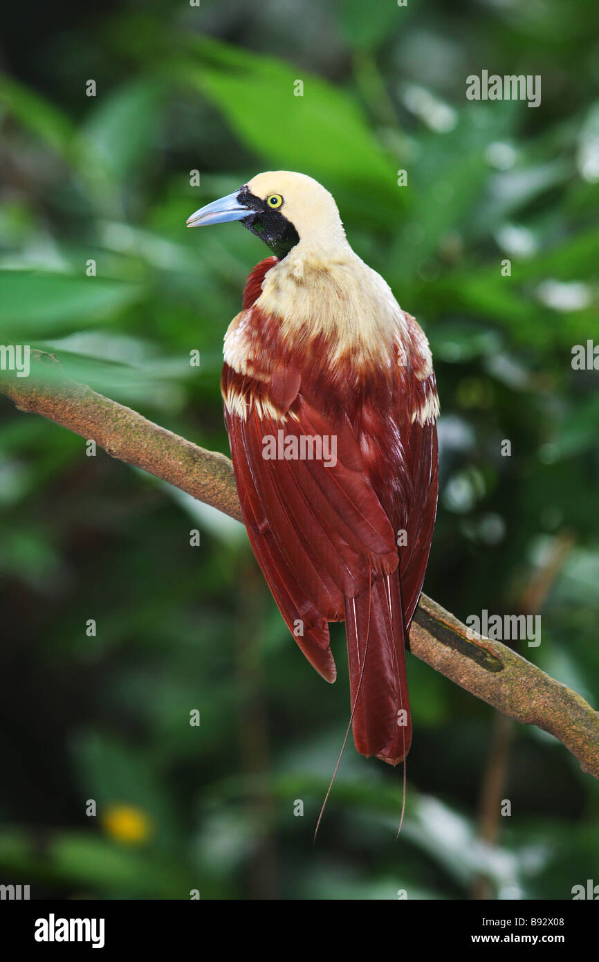 Lesser Bird of Paradise - sitting on branch / Paradisaea minor Stock ...