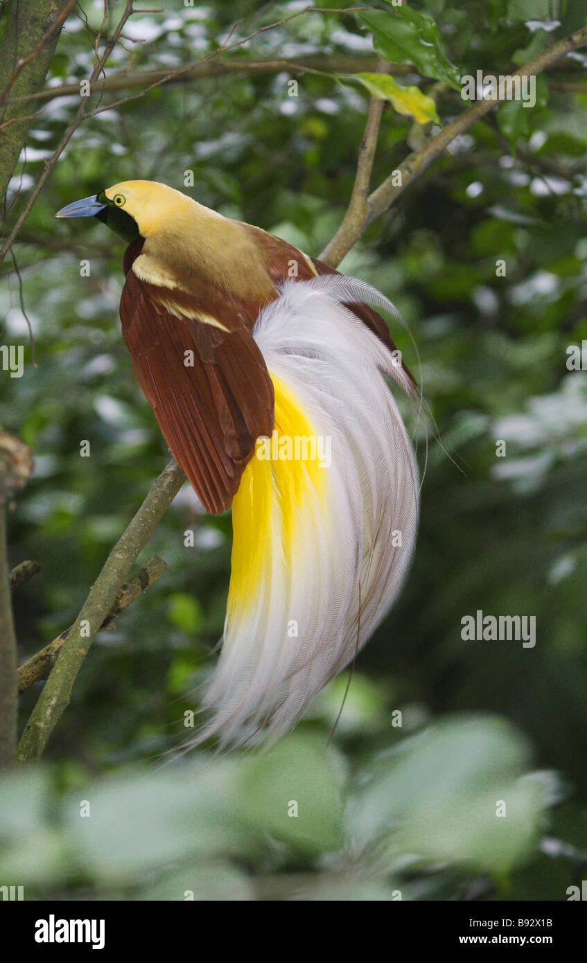 Lesser Bird of Paradise - sitting on branch / Paradisaea minor Stock ...
