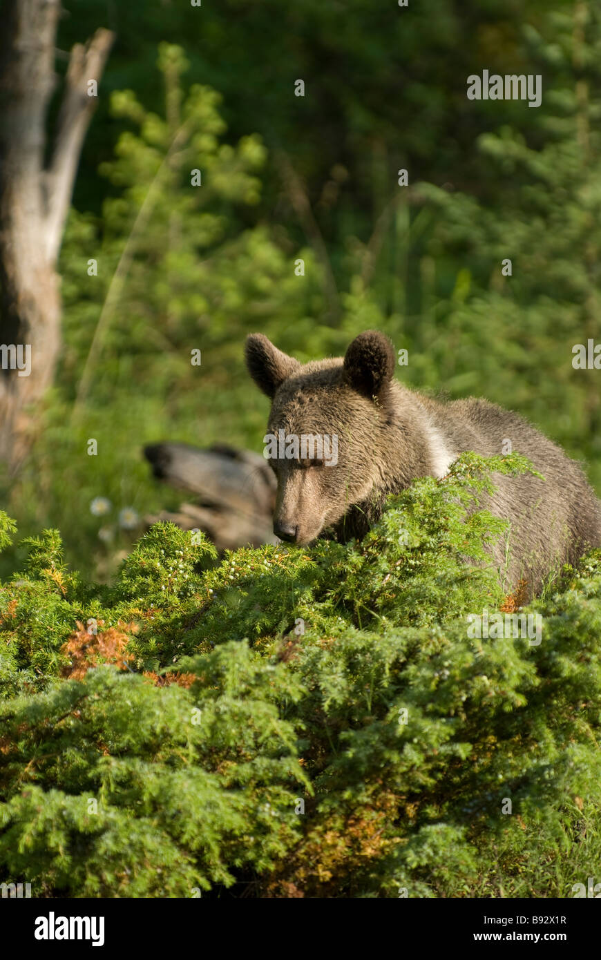 Grizzly bear sniffing at the bushes on the edge of a forest Stock Photo ...