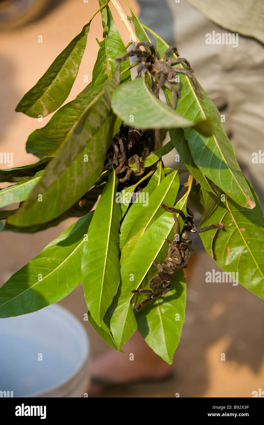 Spiders for sale at Skuom Market On the road to Angkor Wat, Cambodia ...