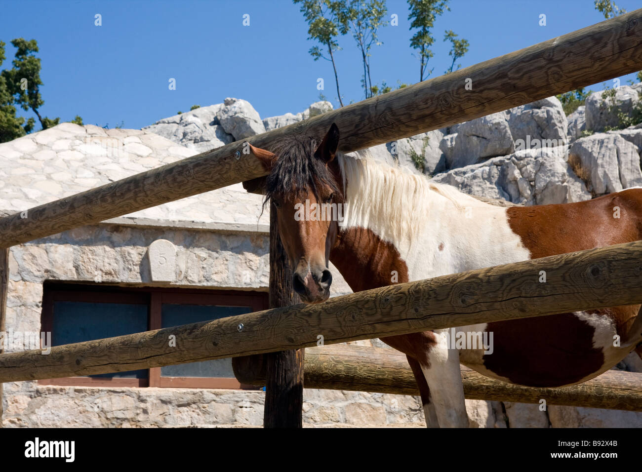 Horses in pen hi-res stock photography and images - Alamy