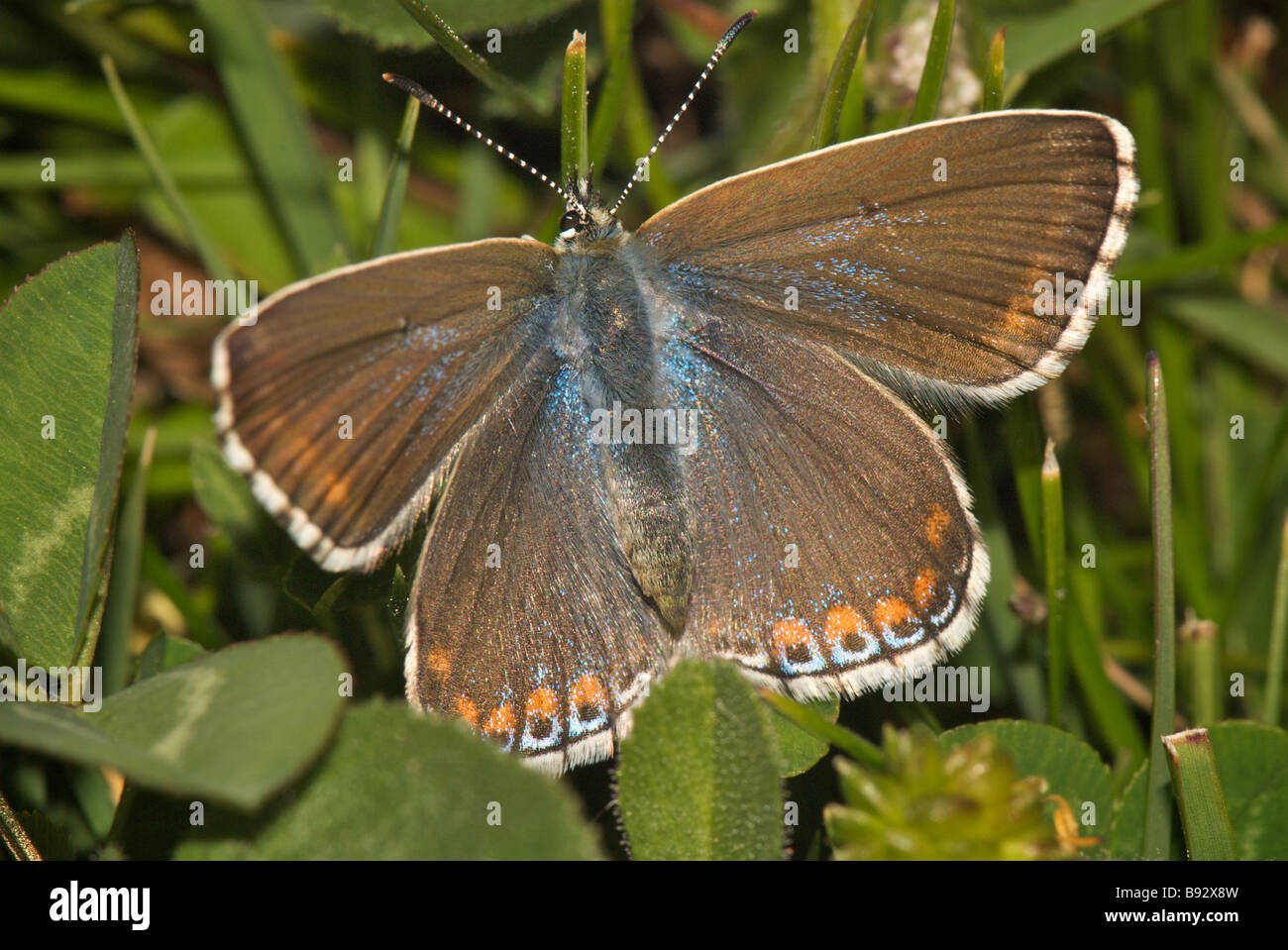 Adonis Blue butterfly Stock Photo - Alamy
