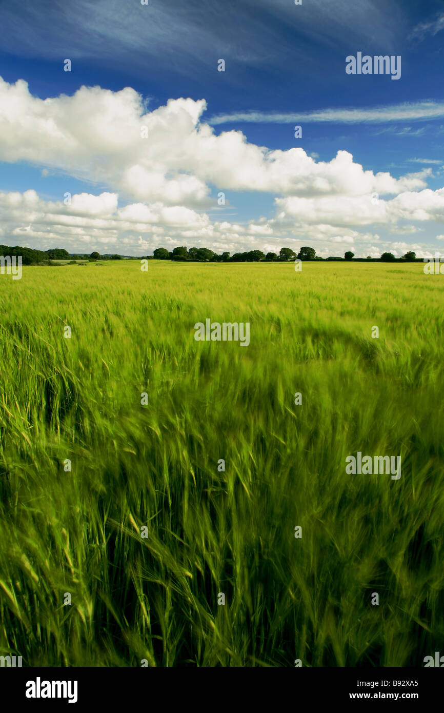 Crop landscapes hi-res stock photography and images - Alamy