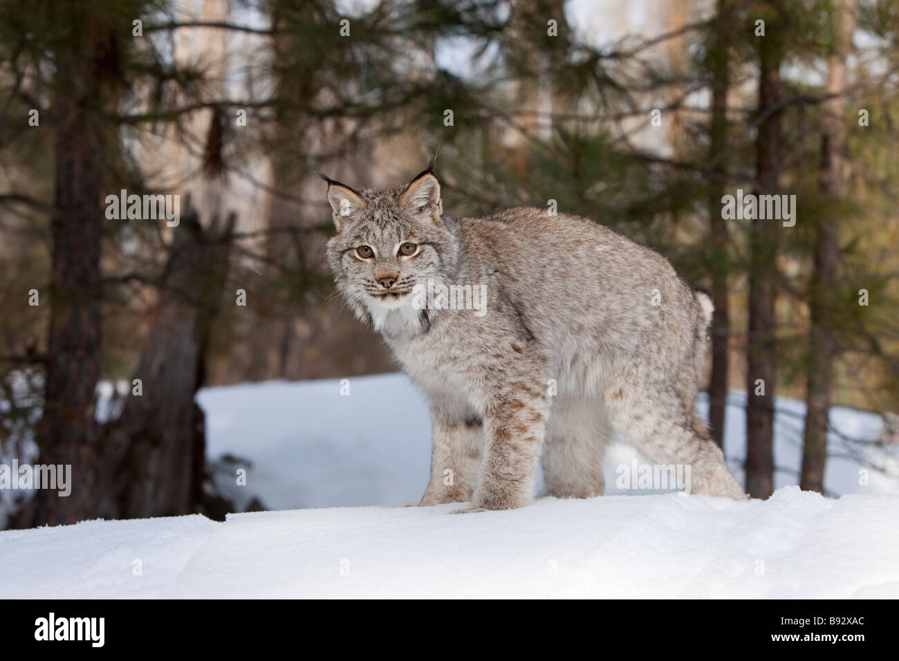 Portrait Canadian Lynx Stock Photo - Alamy