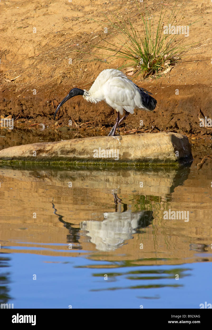 Ibis in water hi-res stock photography and images - Alamy