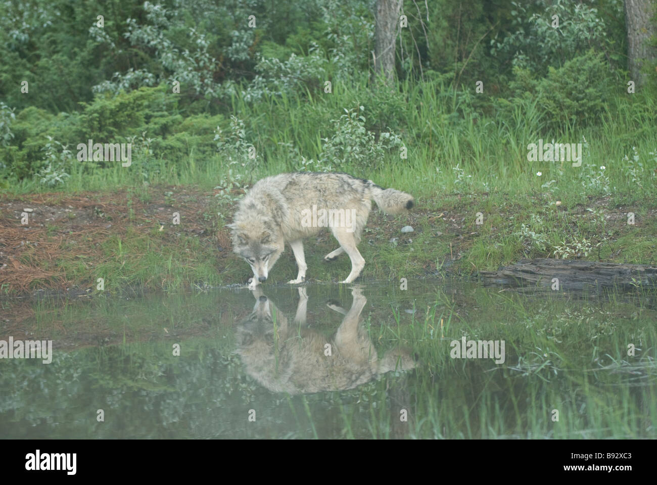 Wolf casting a perfect reflection in the water of a shallow pond while ...