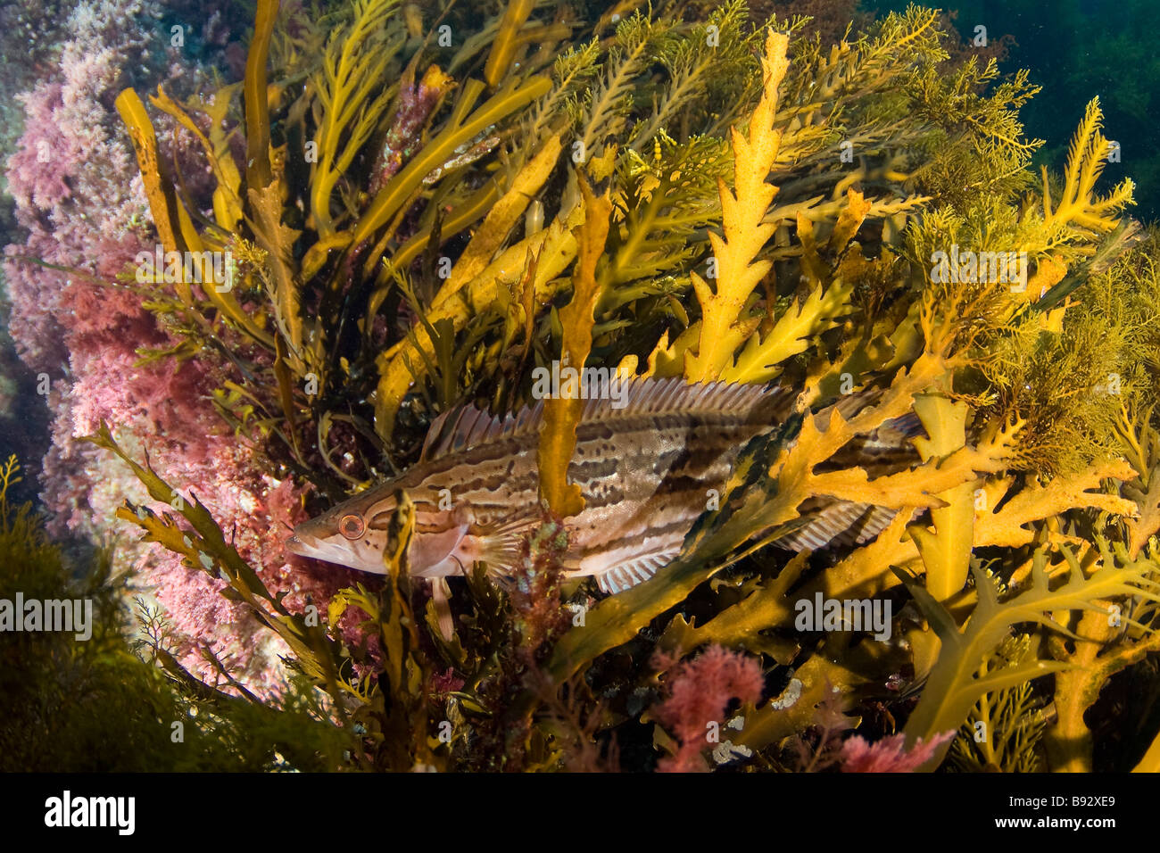Kelp kelpfish hi-res stock photography and images - Alamy