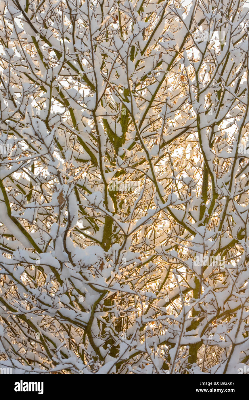 Snow blanketed forest hi-res stock photography and images - Alamy