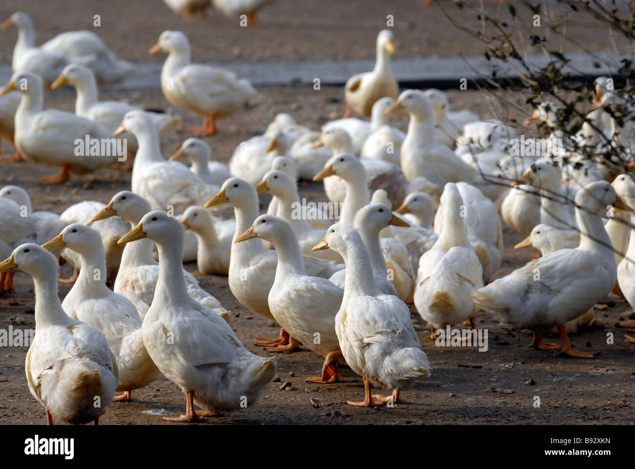 Duck farm Long Island USA Stock Photo - Alamy