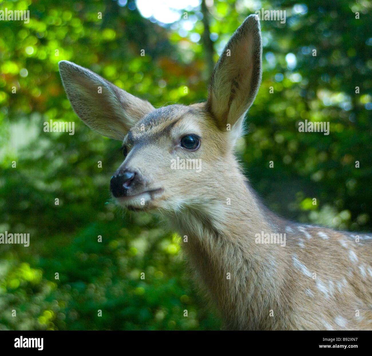 Nervously looking up hi-res stock photography and images - Alamy