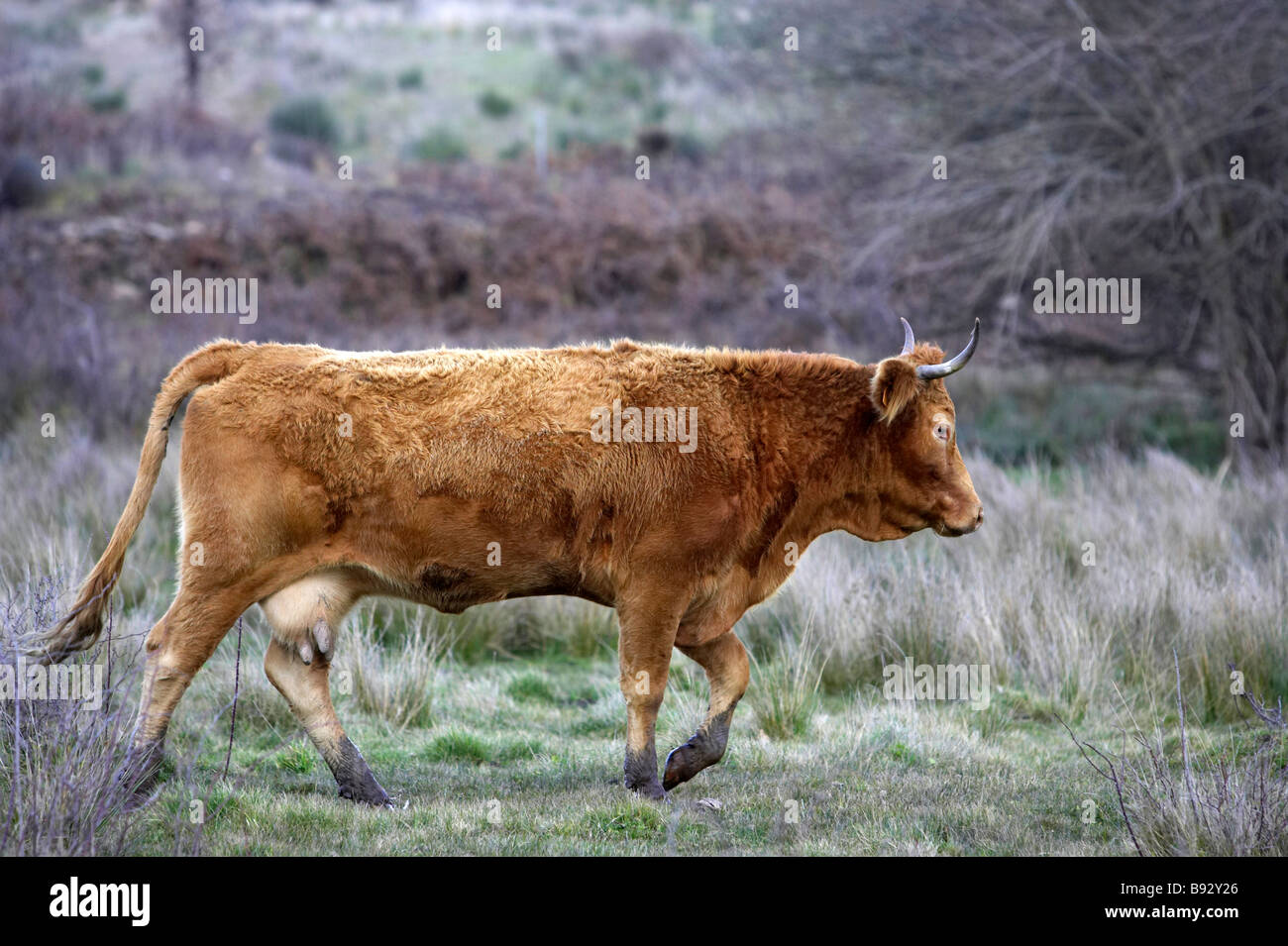 Miranda breed hi-res stock photography and images - Alamy