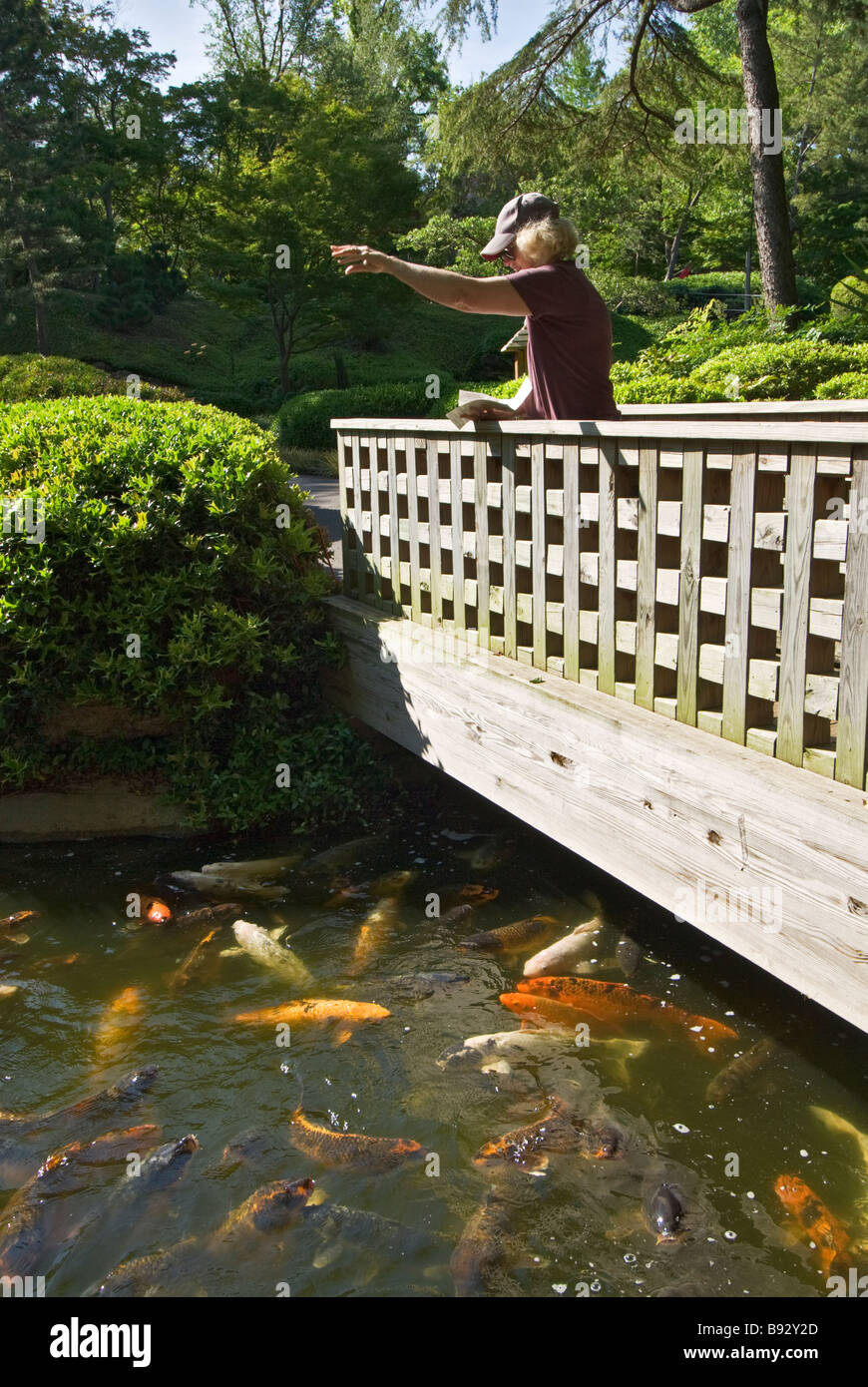 Texas Fort Worth Botanic Garden Japanese Garden female visitor feeding ...