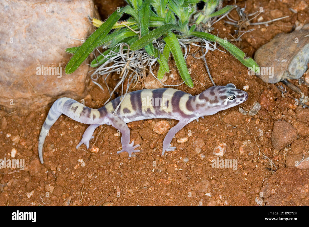 Western Banded Gecko Stock Photo - Alamy