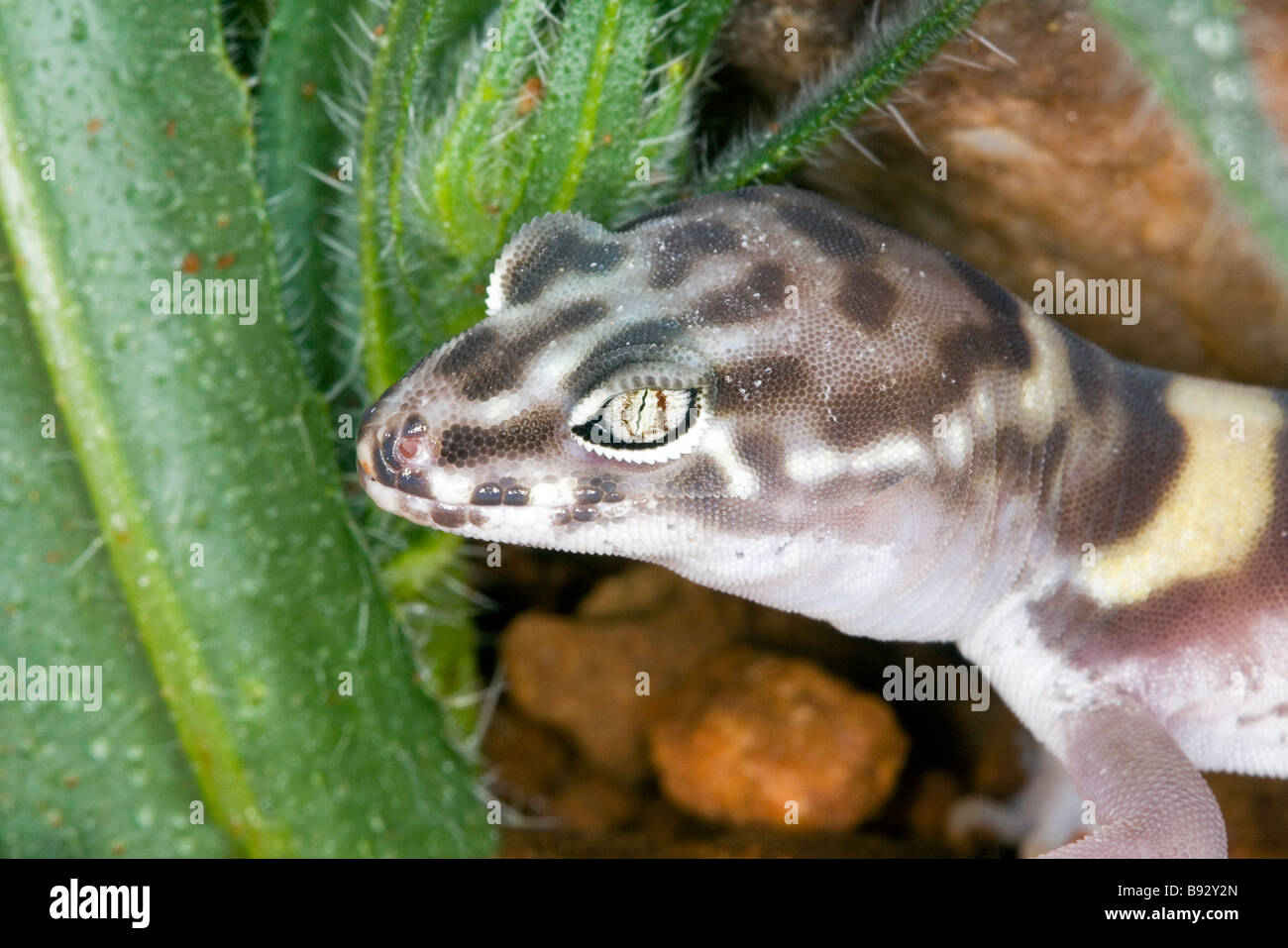 Western Banded Gecko Stock Photo - Alamy